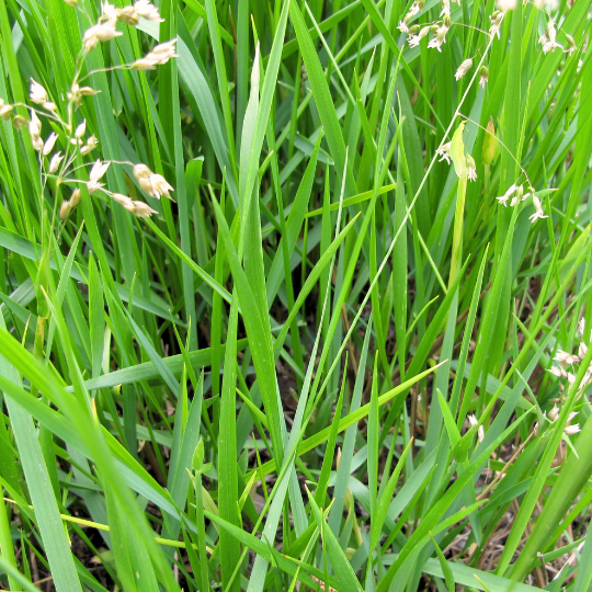 Sweetgrass (Hierochloe odorata) | Terre promise